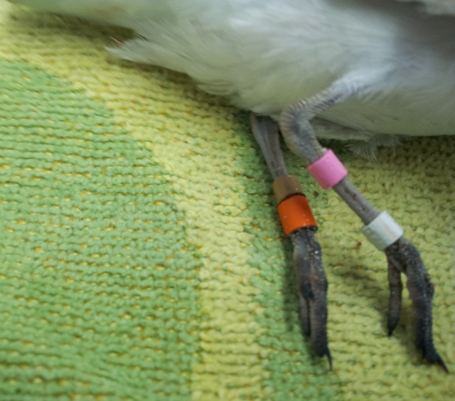 Banded Snowy Plovers in Los Angeles County | SANTA MONICA BAY AUDUBON ...