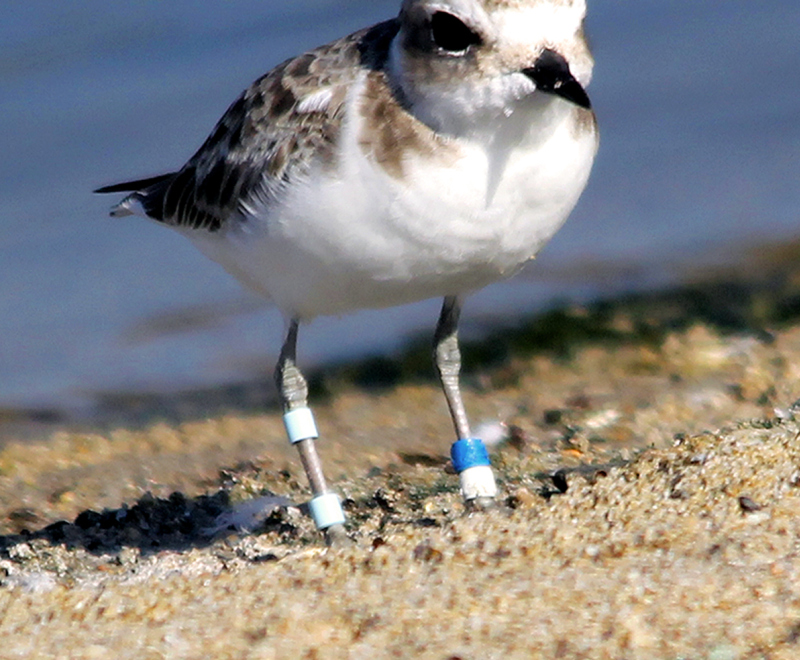 Banded Snowy Plovers in Los Angeles County | SANTA MONICA BAY AUDUBON ...
