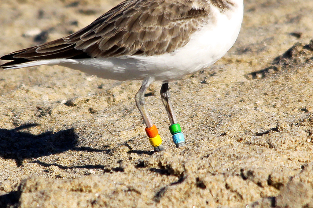 Banded Snowy Plovers in Los Angeles County | SANTA MONICA BAY AUDUBON ...