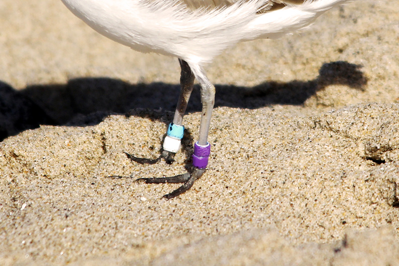 Banded Snowy Plovers in Los Angeles County | SANTA MONICA BAY AUDUBON ...