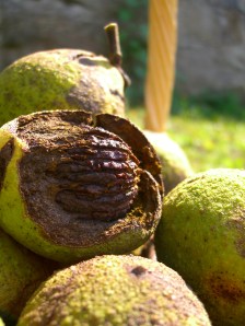 The Tongva | SANTA MONICA BAY AUDUBON SOCIETY BLOG