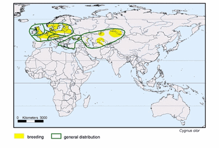 Seven Swans a-Swimming | SANTA MONICA BAY AUDUBON SOCIETY BLOG