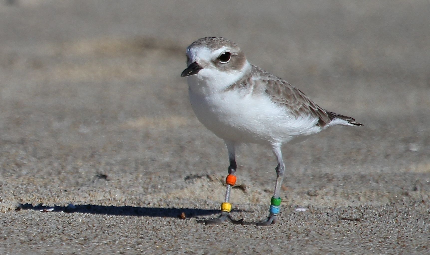 Banded Snowy Plovers in Los Angeles County | SANTA MONICA BAY AUDUBON ...