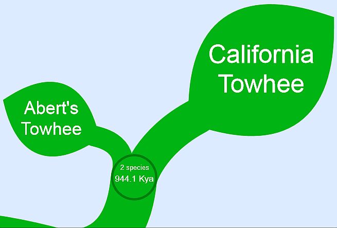 Avian Tree of Life | SANTA MONICA BAY AUDUBON SOCIETY BLOG