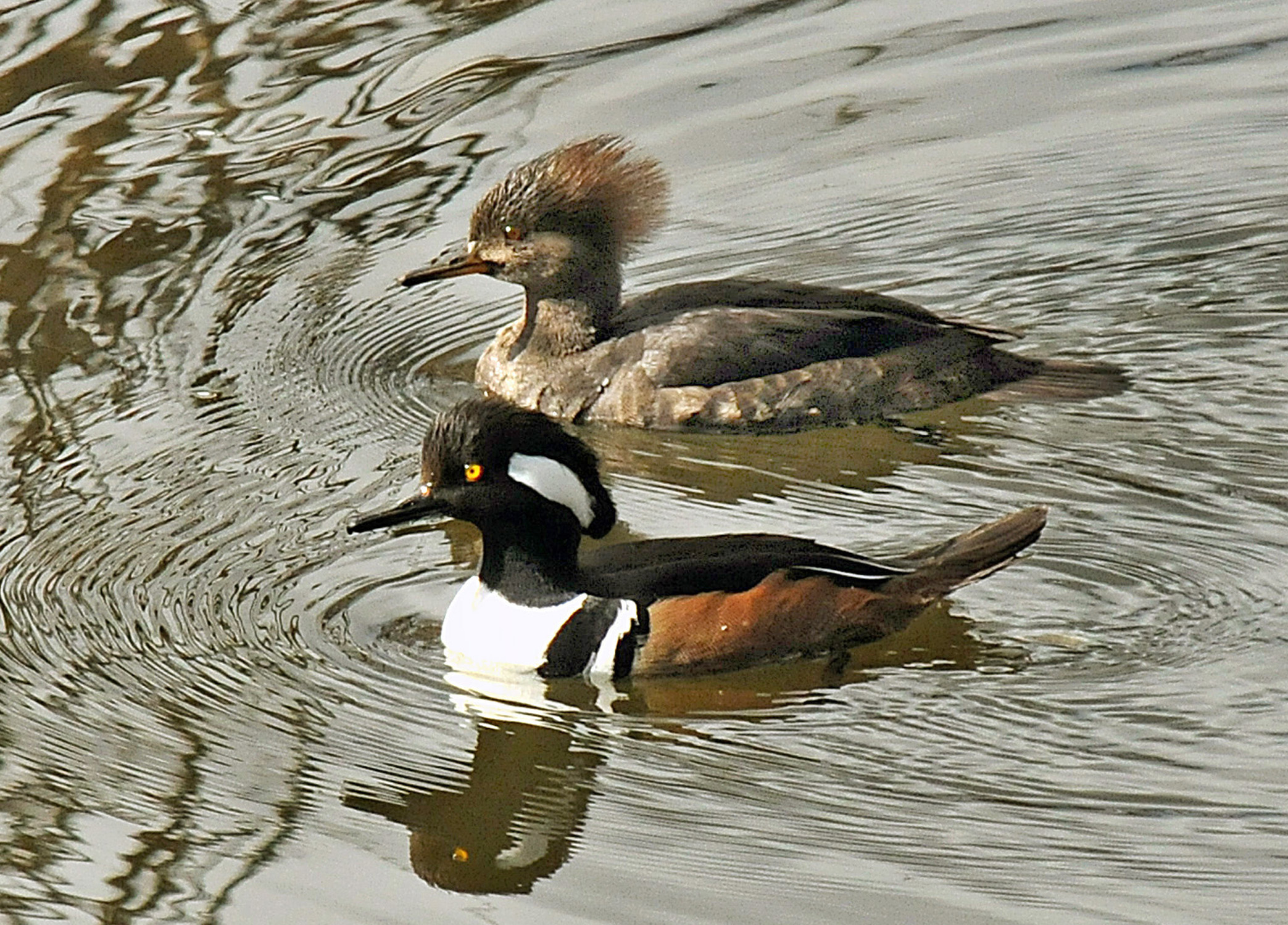 Sexual Dimorphism Reversal and Polyandry – Part I | SANTA MONICA BAY ...