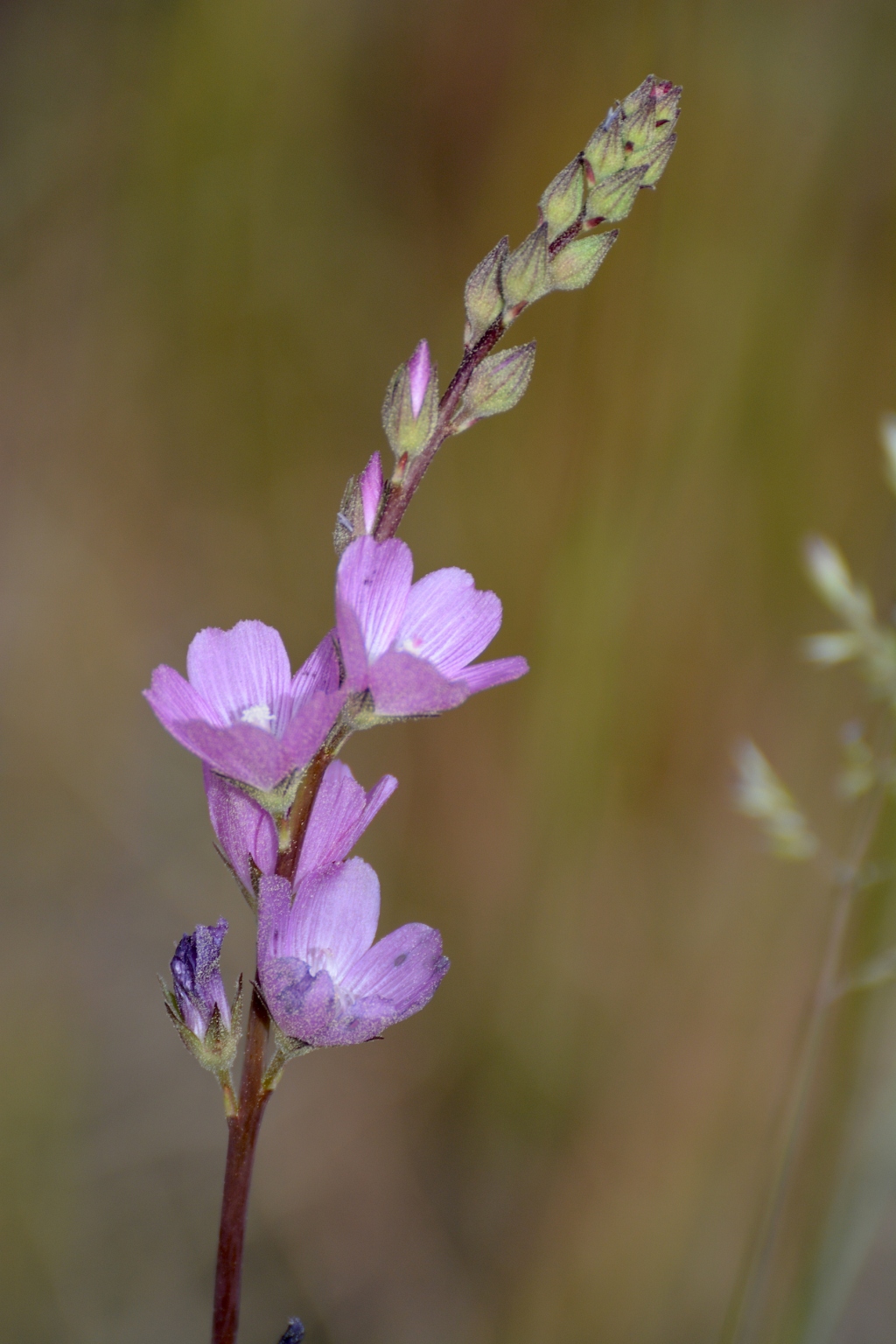 Cal Checker Mallow Sidalcea sparsifolia_G Murayama_Pinos_61116_R1024 ...