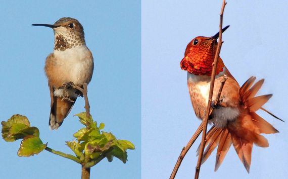 Sexual Dimorphism Reversal and Polyandry – Part I | SANTA MONICA BAY ...