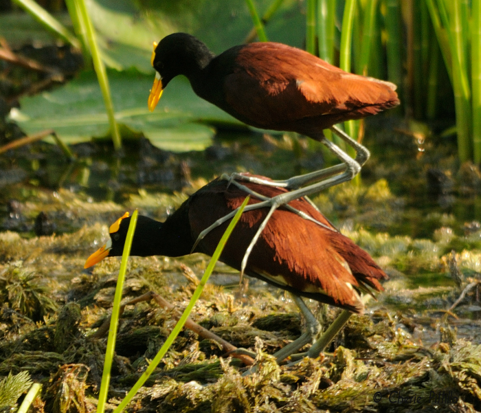 Sexual Dimorphism Reversal and Polyandry – Part II | SANTA MONICA BAY ...