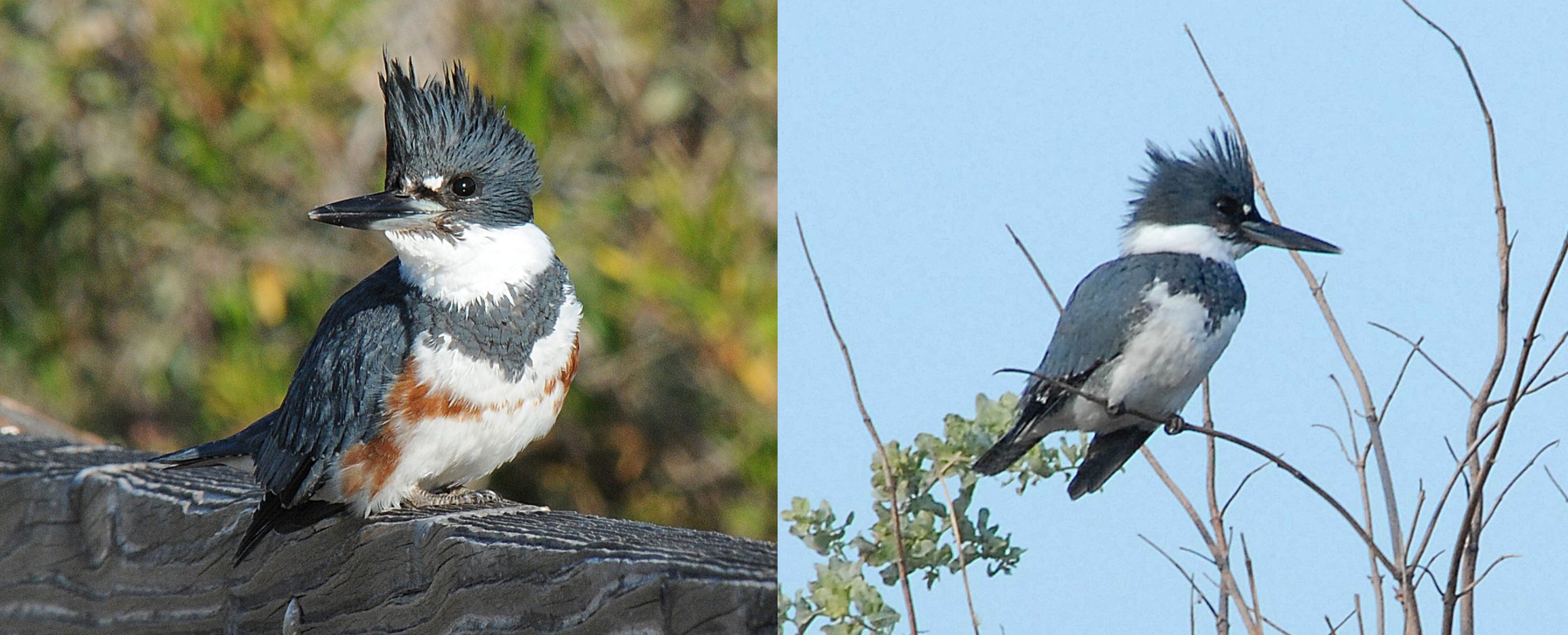 Sexual Dimorphism Reversal and Polyandry – Part II | SANTA MONICA BAY ...