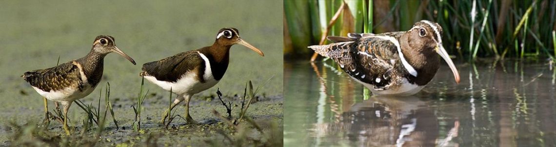 Sexual Dimorphism Reversal and Polyandry – Part III | SANTA MONICA BAY ...