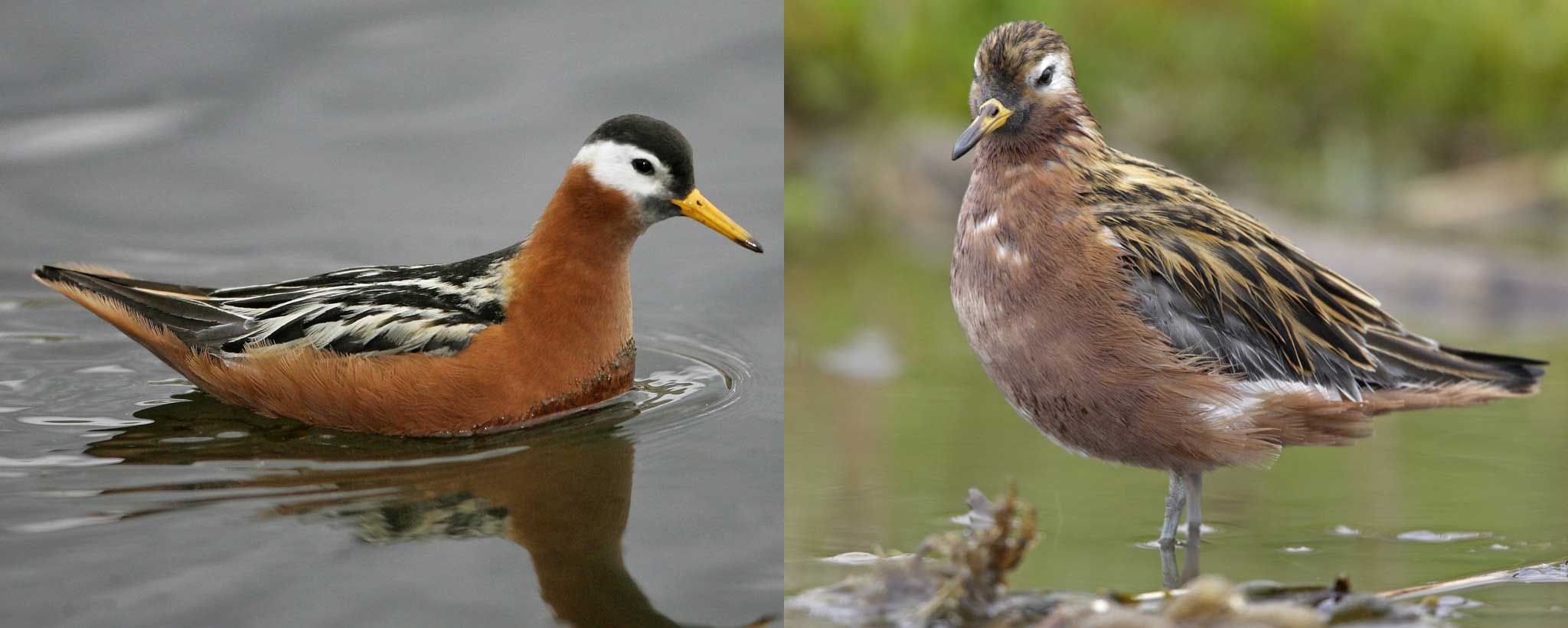 Sexual Dimorphism Reversal and Polyandry – Part III | SANTA MONICA BAY ...