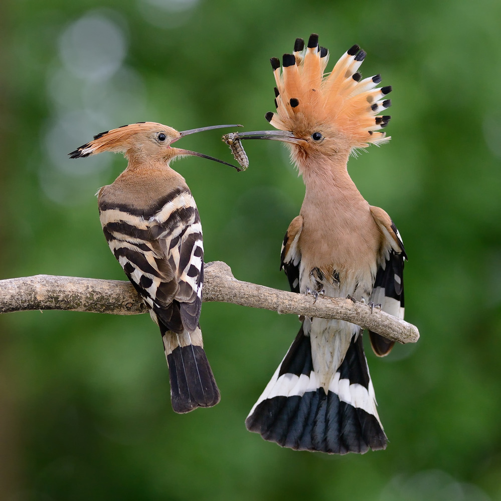 The Humble Hoopoe: Sunday Morning Bible Bird Study VI | SANTA MONICA ...