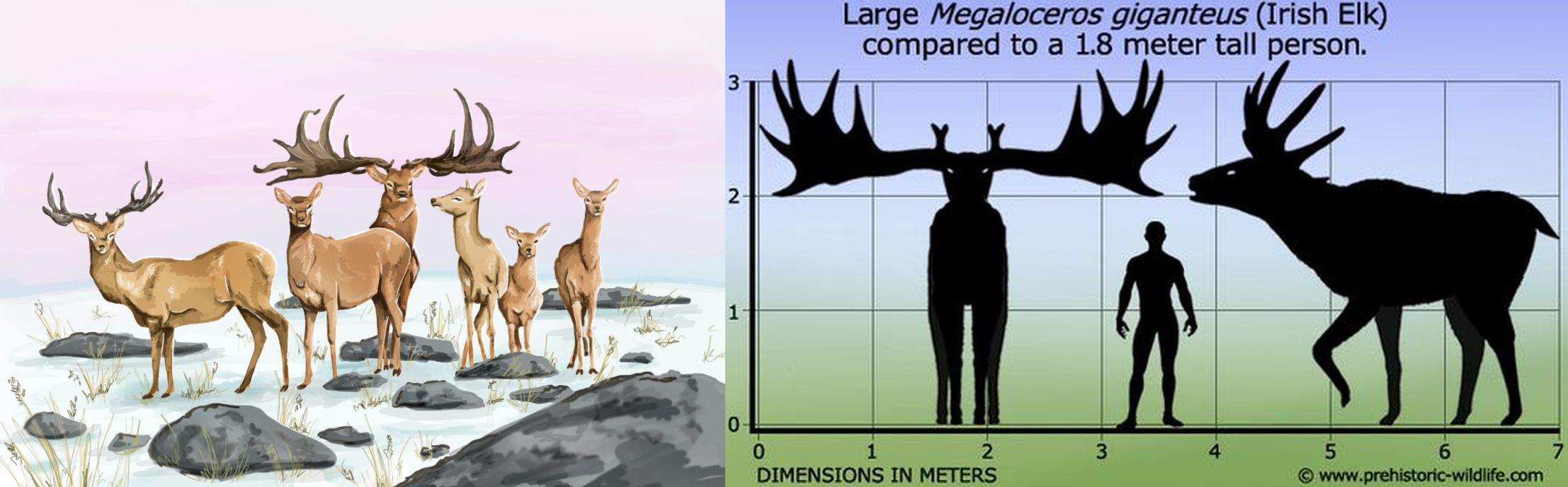 Sexual Dimorphism Reversal and Polyandry – Part I | SANTA MONICA BAY ...