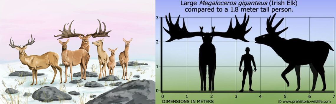 Sexual Dimorphism Reversal and Polyandry – Part I | SANTA MONICA BAY ...