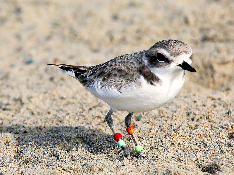 Banded Snowy Plovers in Los Angeles County | SANTA MONICA BAY AUDUBON ...