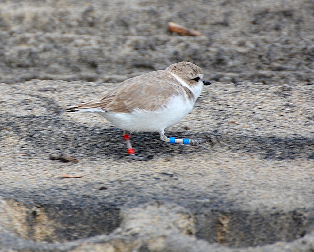 Plover Snowy band RR-BB_G Murayama_2-26-17_CrSR1024 | SANTA MONICA BAY ...