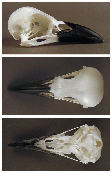 Online Resource: Bird Skulls at SkullSite.org | SANTA MONICA BAY ...