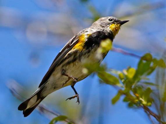 Second sighting of Ehler’s Sandhopper-Warbler | SANTA MONICA BAY ...