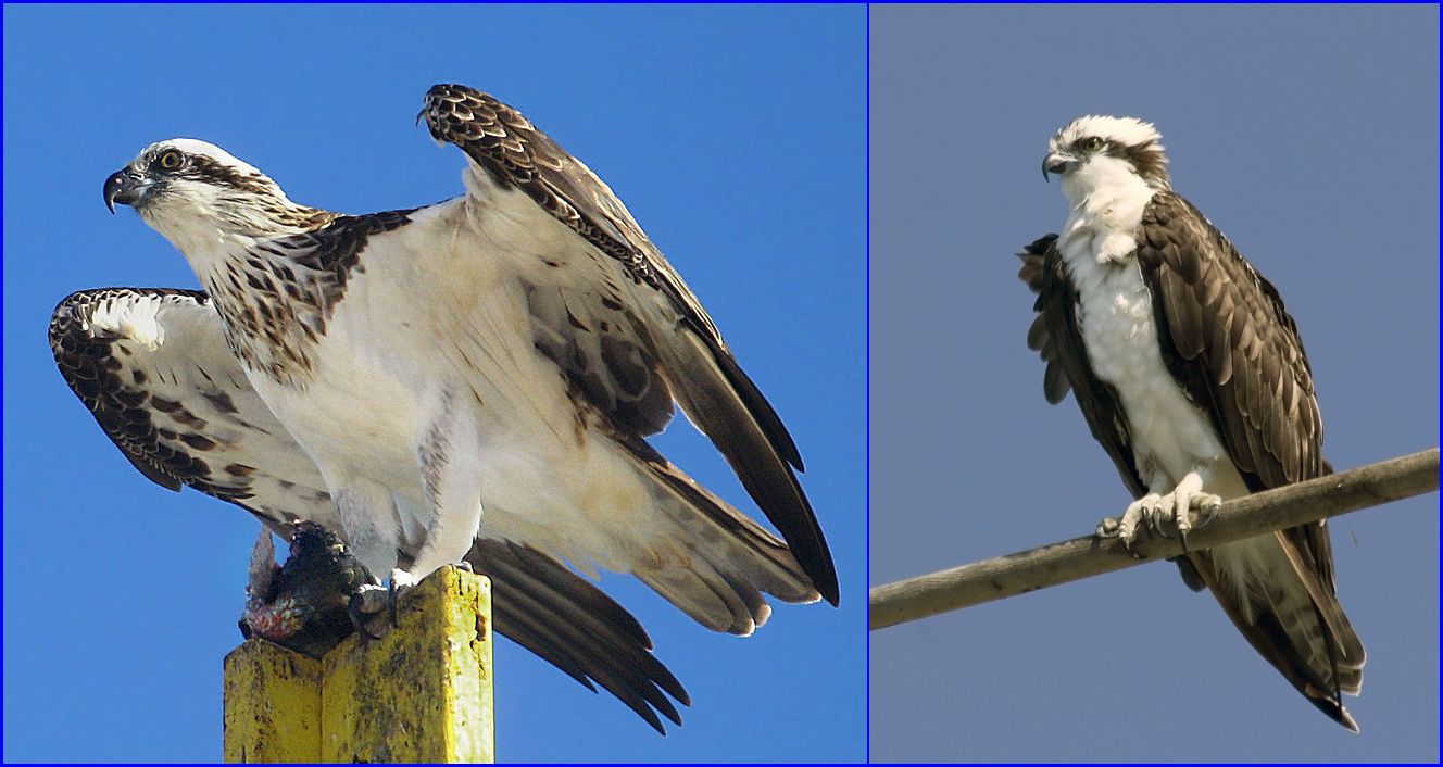 The Four Different Checklists of Birds of the World | SANTA MONICA BAY ...