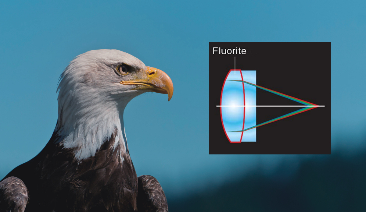 Binoculars: What Are All the New Features and What Do They Mean to Me ...