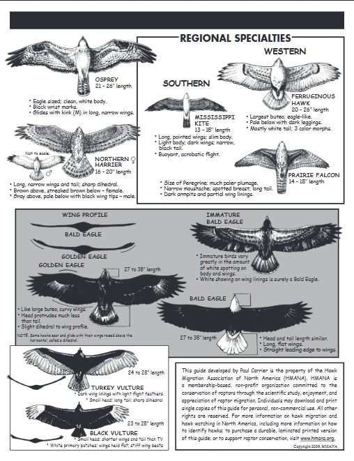 Identifying Raptors | SANTA MONICA BAY AUDUBON SOCIETY BLOG