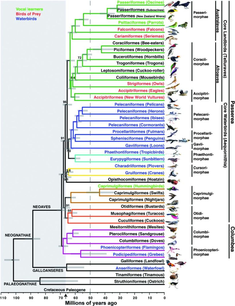 Filling in the Bird Tree of Life | SANTA MONICA BAY AUDUBON SOCIETY BLOG