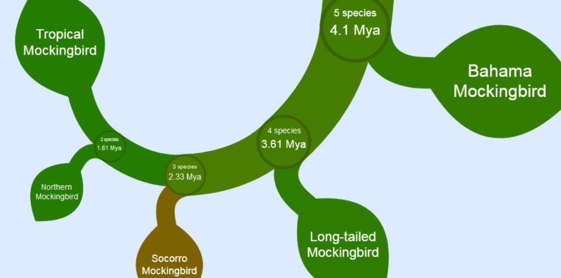 Filling in the Bird Tree of Life | SANTA MONICA BAY AUDUBON SOCIETY BLOG