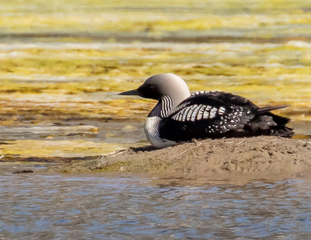 Pacific Loon in breeding plumage at Malibu Lagoon | SANTA MONICA BAY ...
