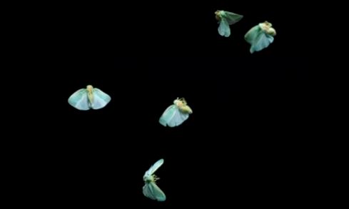 Extraordinary portraits of insects in flight | Ant Lab | SANTA MONICA ...