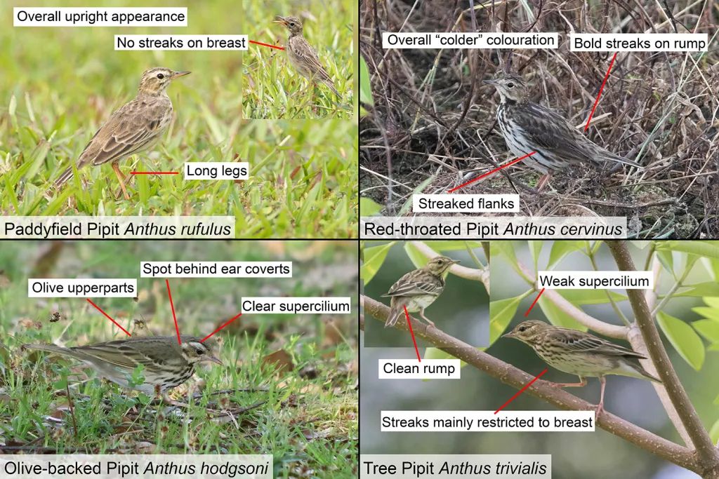 Singaporian birders have problems with pipits | SANTA MONICA BAY ...