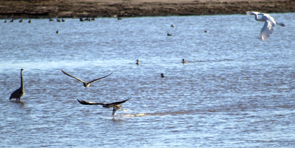Osprey 3_ML_Marsha Collins_12-26-21_IMG_1714_CrSCR1024 | SANTA MONICA ...