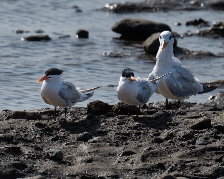 Elegant-Royal Terns_ML_Lynzie Flynn_4-24-22_8185 | SANTA MONICA BAY ...