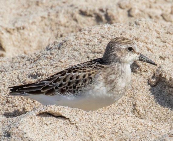 Semipalmated Sandpiper at Malibu Lagoon | SANTA MONICA BAY AUDUBON ...