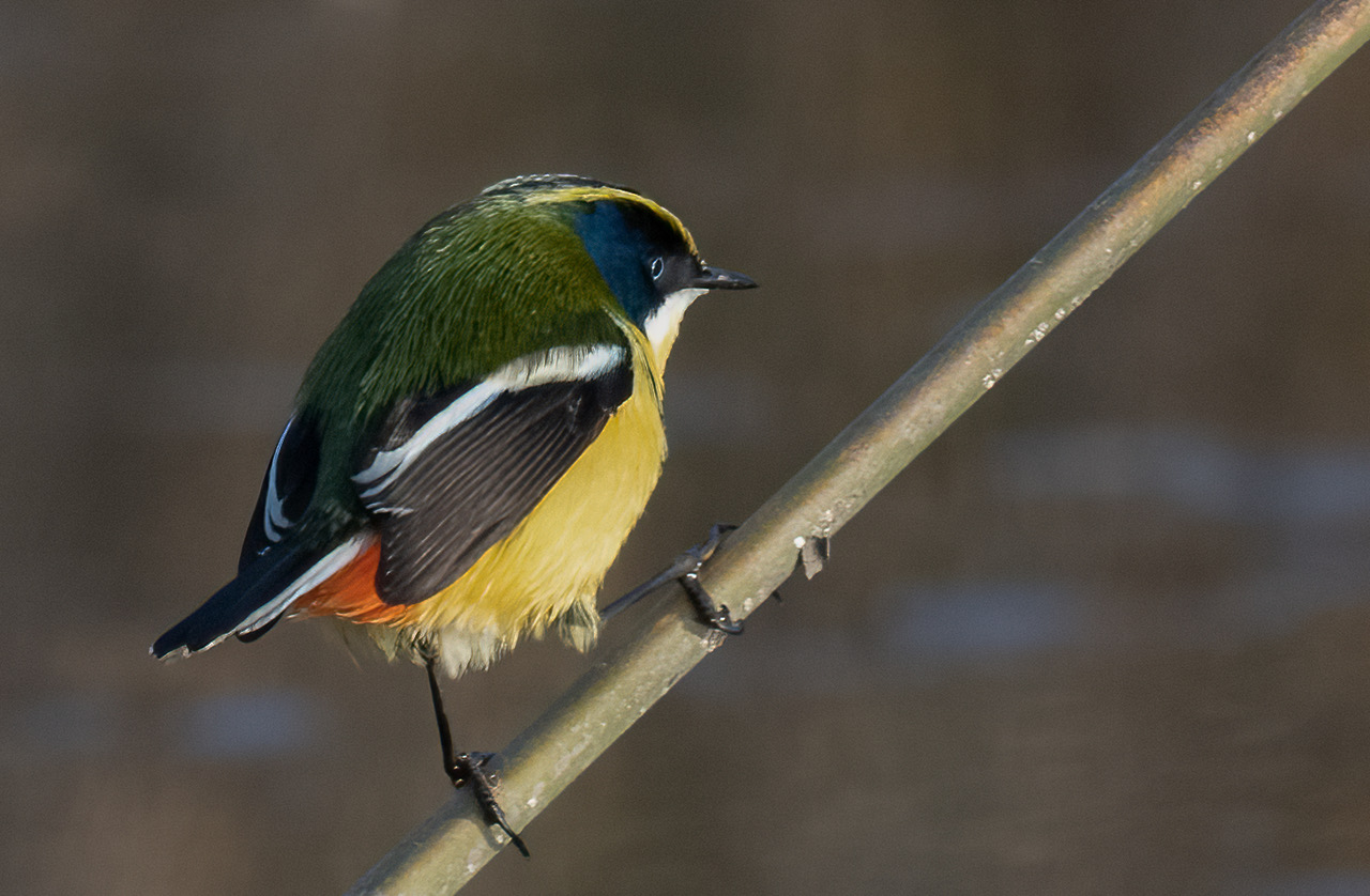 Zoom recording: Rare birds of Argentina & Bolivia, with John Sterling ...