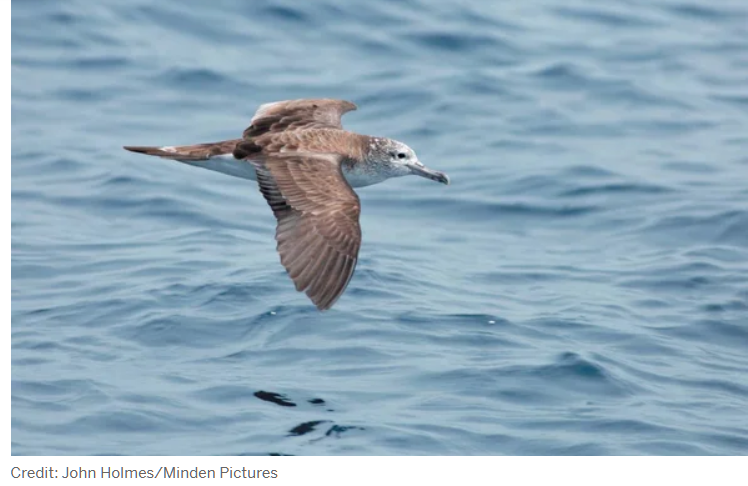 Storm-Chasing Seabirds Ride Out Hurricanes from Inside | Scientific ...