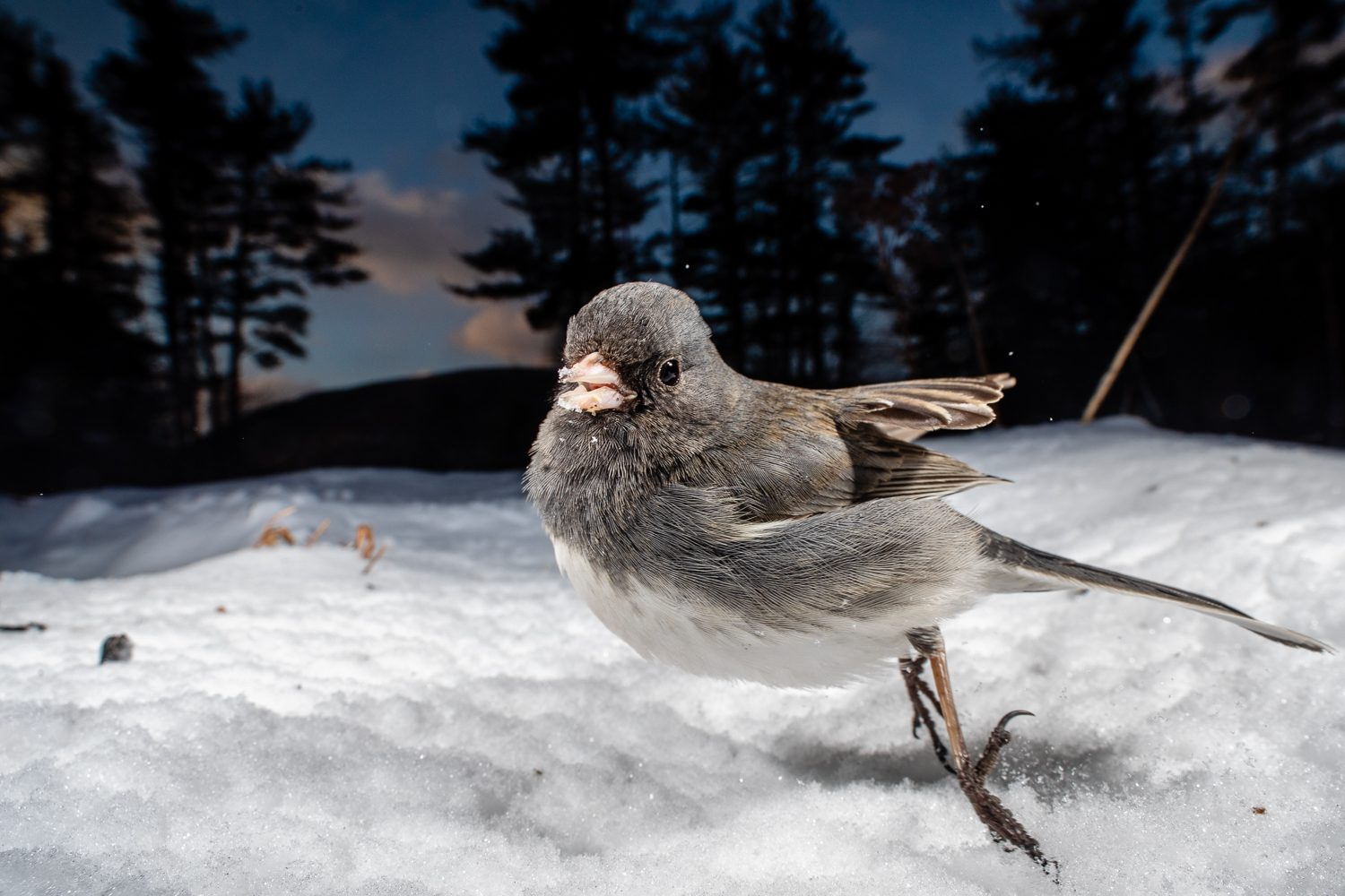 Camera Traps Are Like Candid Camera for Your Backyard Birds | The ...