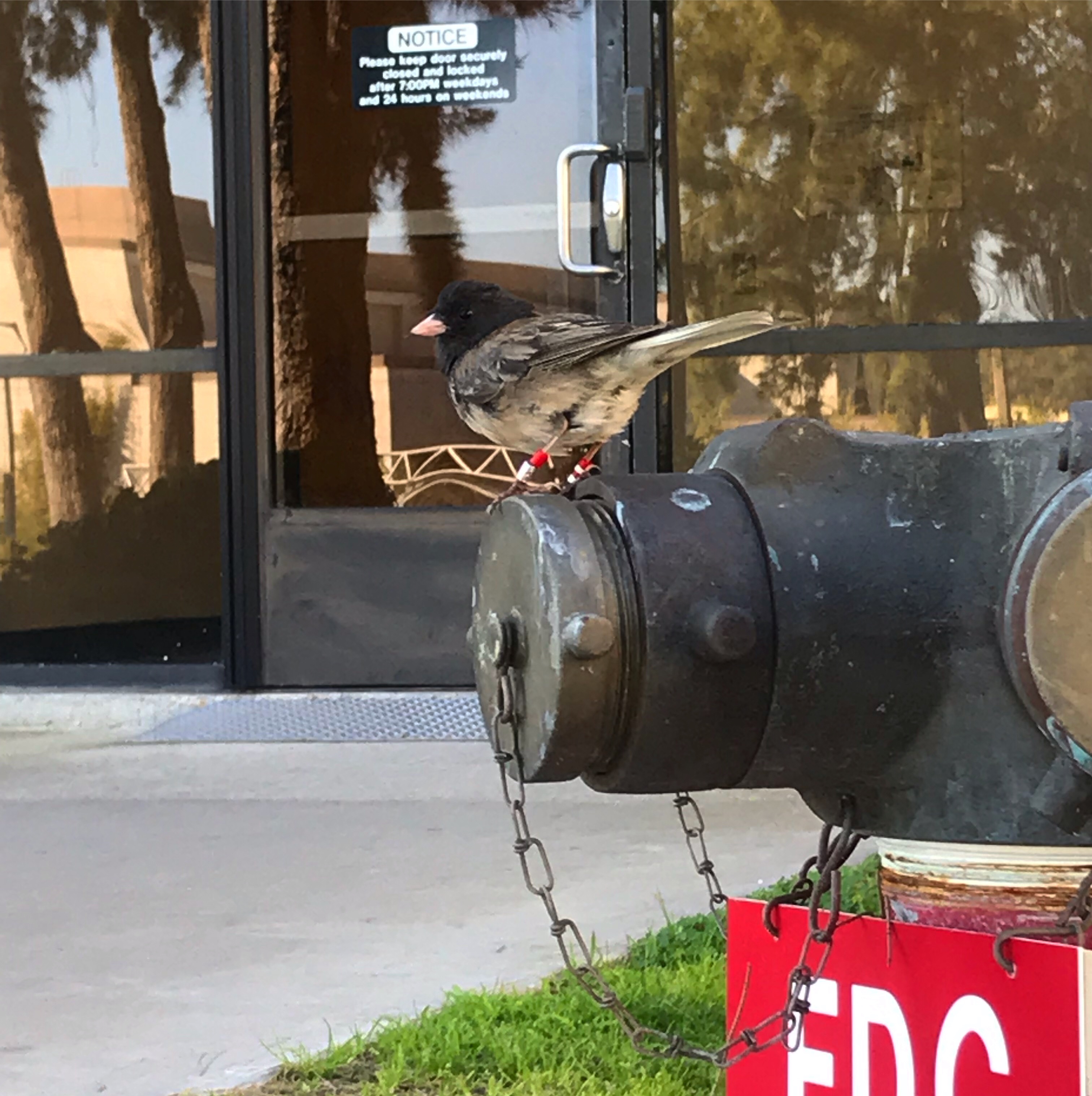 Zoom Recording: Evolution in Urban Dark-eyed Juncos, with Dr. Pamela ...