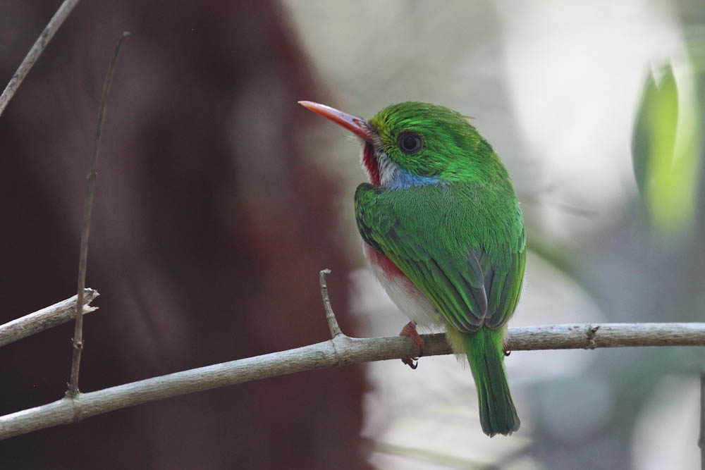 Zoom Recording: Birds of Cuba, with Alvaro Jaramillo | SANTA MONICA BAY ...