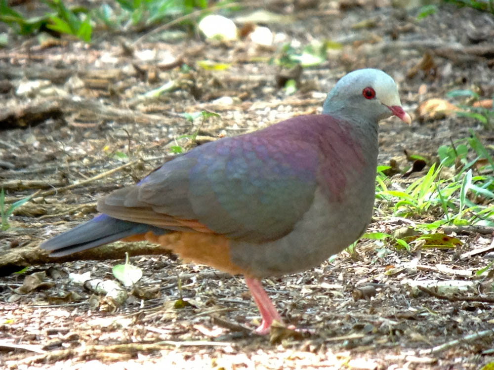 Zoom Recording: Birds of Cuba, with Alvaro Jaramillo | SANTA MONICA BAY ...