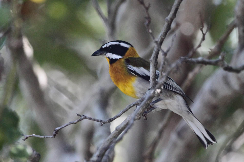 Zoom Recording: Birds of Cuba, with Alvaro Jaramillo | SANTA MONICA BAY ...