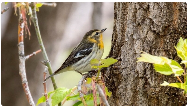 Petition to the American Ornithological Society on Changing Bird Names ...