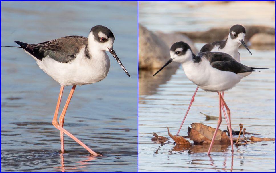 Bette Davis Park & Glendale Narrows Riverwalk, 10 Jan. 2026 | SANTA ...