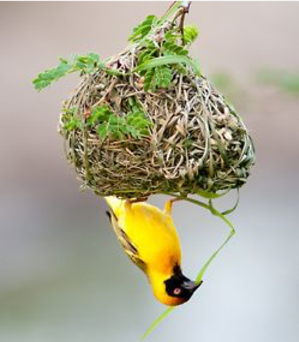 Zoom Recording: Coevolving Cowbirds and Hosts, with Dr. Pablo Weaver ...