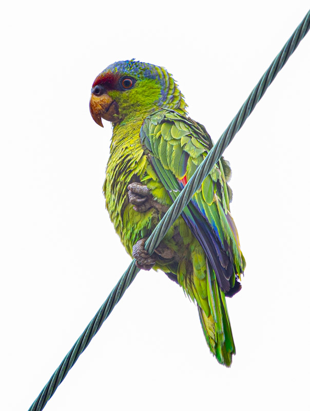Identifying Red-crowned & Lilac-crowned Parrots in Southern California ...