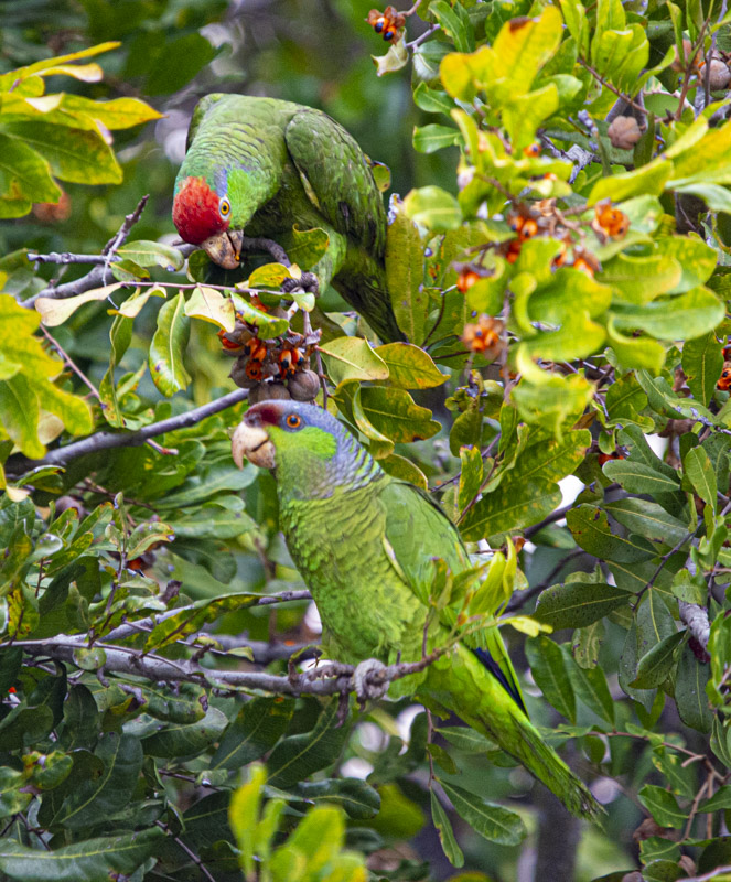 Identifying Red-crowned & Lilac-crowned Parrots in Southern California ...