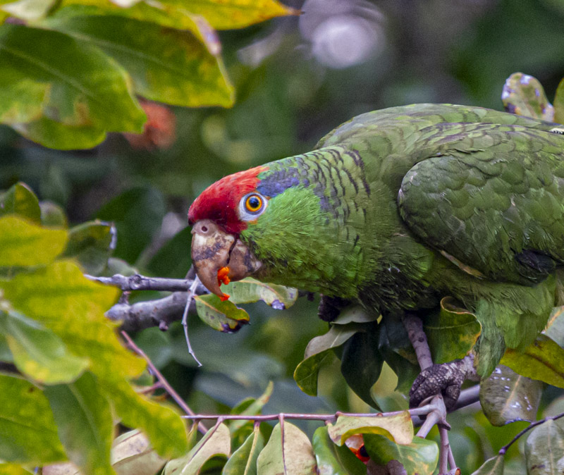 Identifying Red-crowned & Lilac-crowned Parrots in Southern California ...