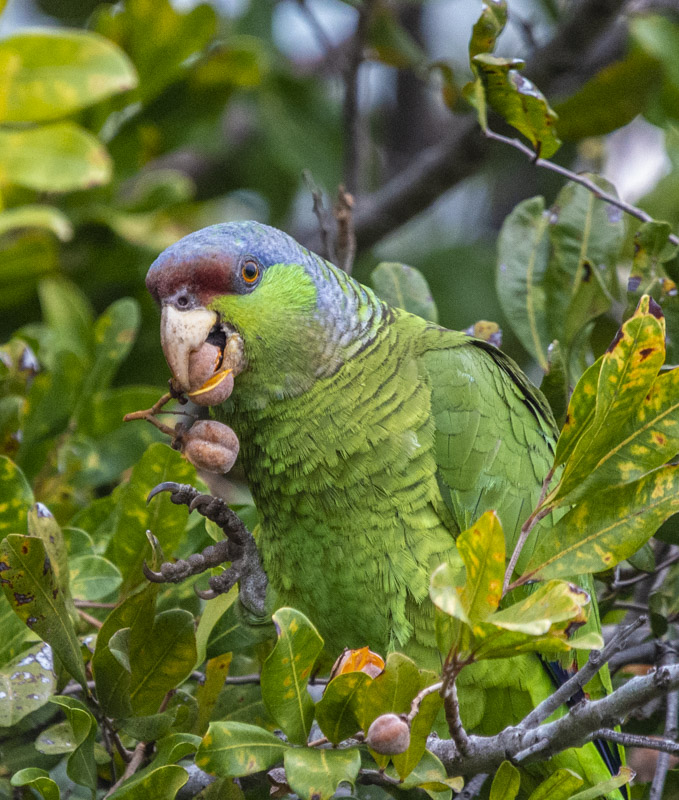 Identifying Red-crowned & Lilac-crowned Parrots in Southern California ...