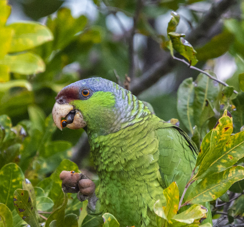 Identifying Red-crowned & Lilac-crowned Parrots in Southern California ...