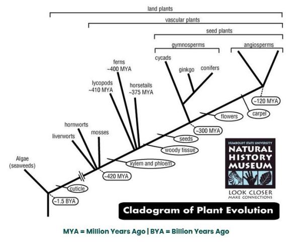 A few words on Clades & Cladograms |Taxonomy 5 | SANTA MONICA BAY ...