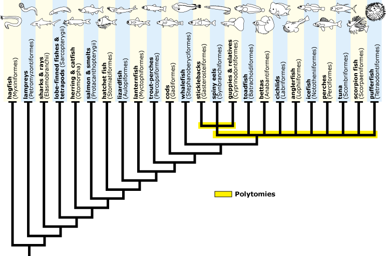 A few words on Clades & Cladograms |Taxonomy 5 | SANTA MONICA BAY ...